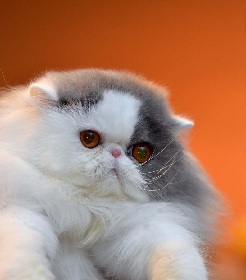 Most Popular Cat Breeds In America FunCage