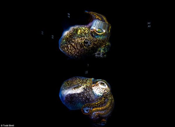 Squid-Poses-for-the-Camera-003 - FunCage