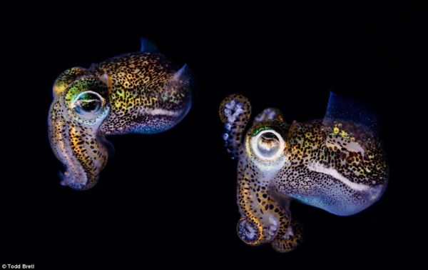 Squid-Poses-for-the-Camera-004 - FunCage