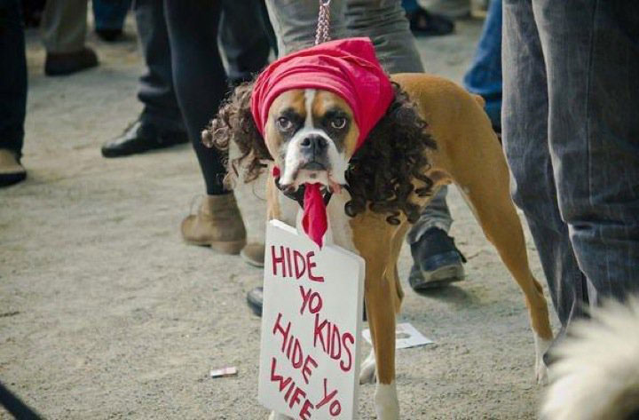 20 Funniest Dog Halloween Costumes - FunCage