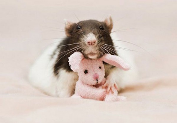 Pet Rats Photographed with Miniature Teddy Bears (15 Photos) - FunCage