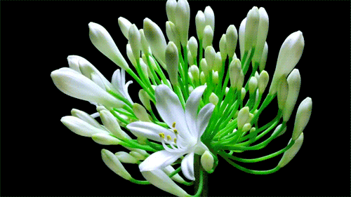 10 Beautiful GIFs Of Flowers - FunCage 10 Beautiful GIFs Of Flowers - FunCage