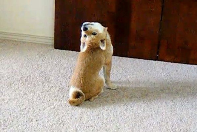27 Hilarious Dogs That Forgot How to Dog - FunCage